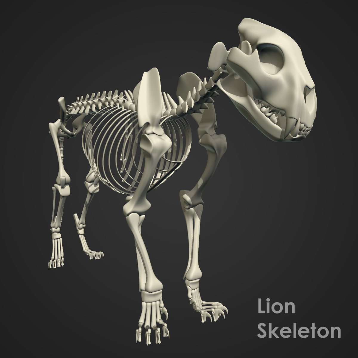 max rigged lion skeleton bones