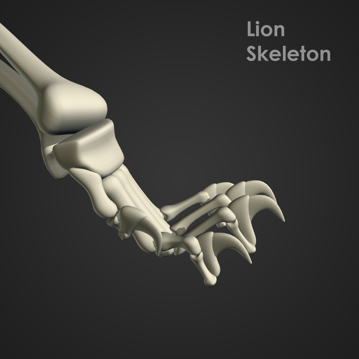 modelo 3d Esqueleto de león (RIG) gratis - TurboSquid 803907