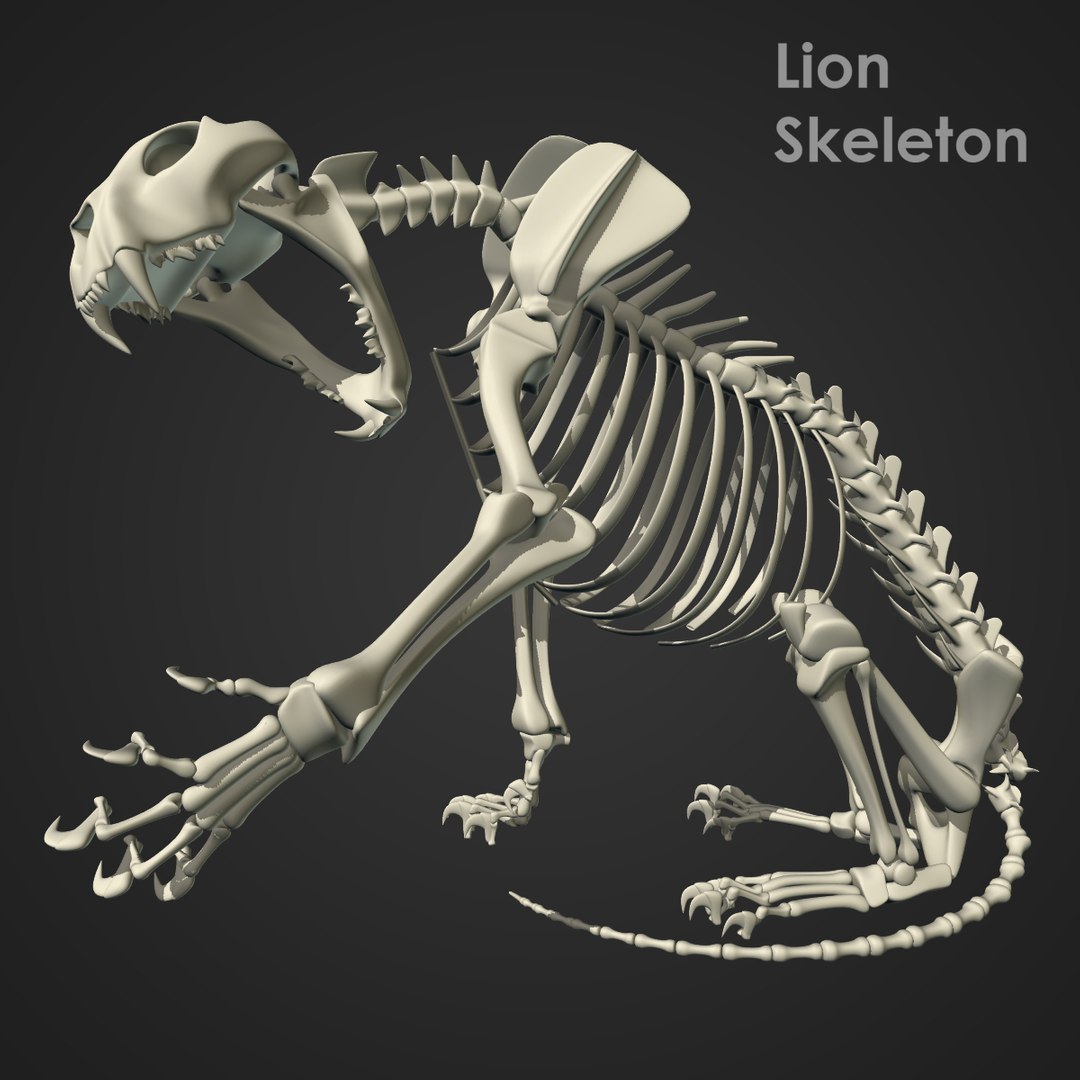 Max Rigged Lion Skeleton Bones