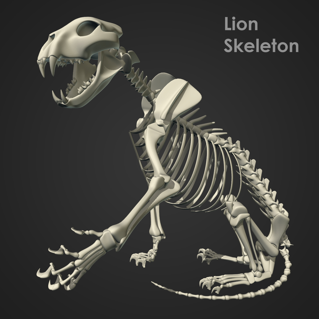 modelo 3d Esqueleto de león (RIG) gratis - TurboSquid 803907