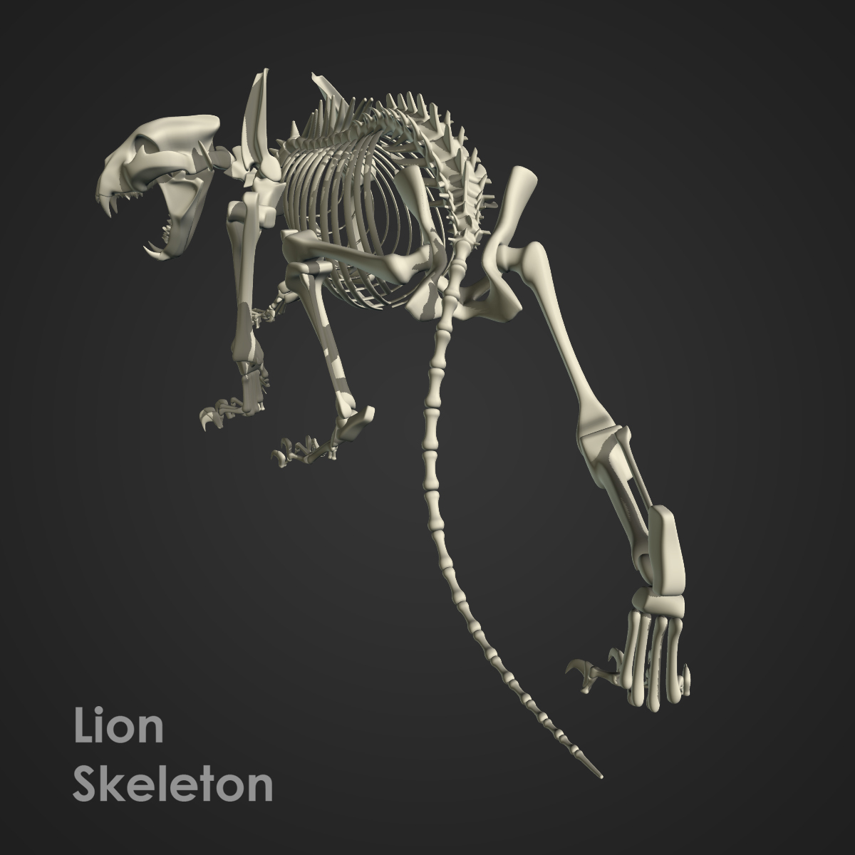 max rigged lion skeleton bones