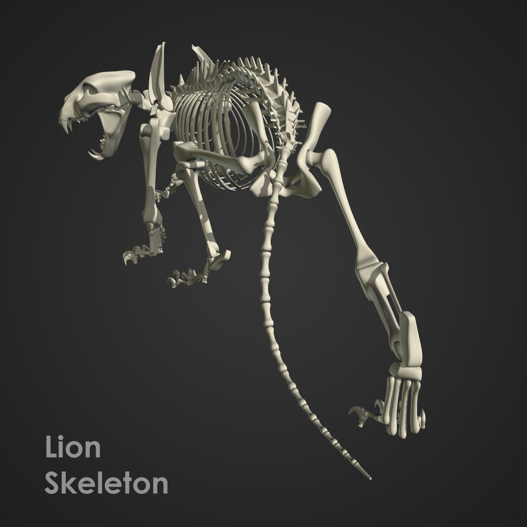 Max Rigged Lion Skeleton Bones