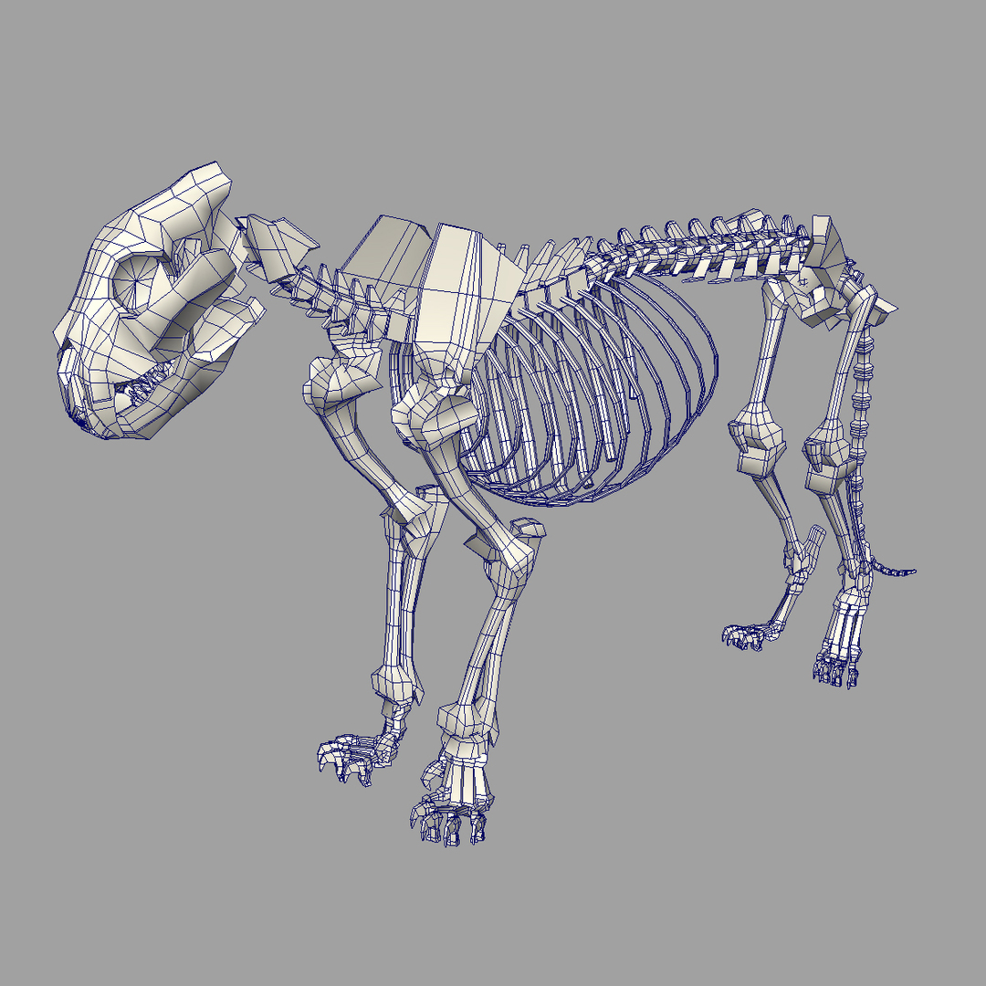 modelo 3d Esqueleto de león (RIG) gratis - TurboSquid 803907