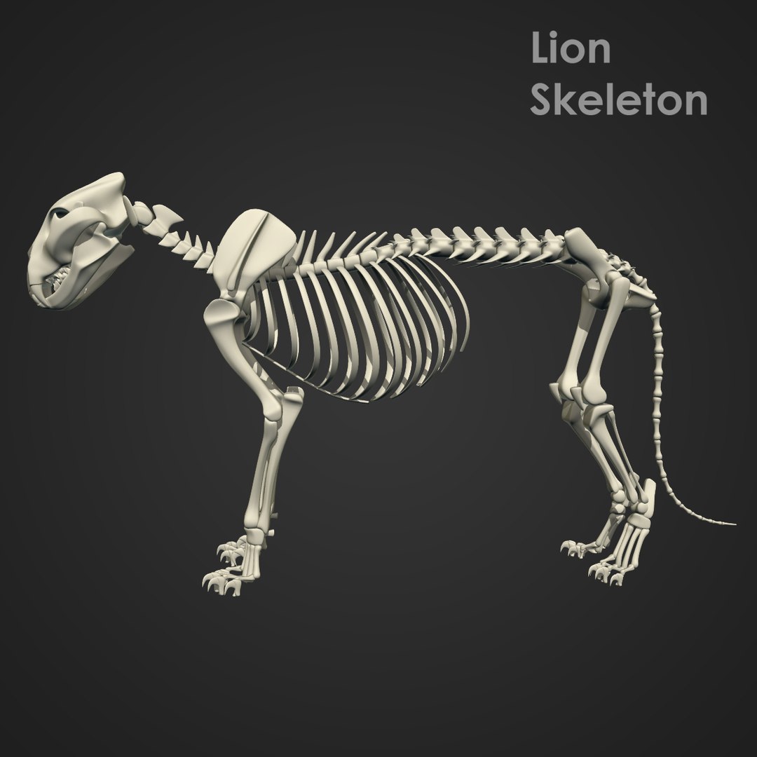 Max Rigged Lion Skeleton Bones