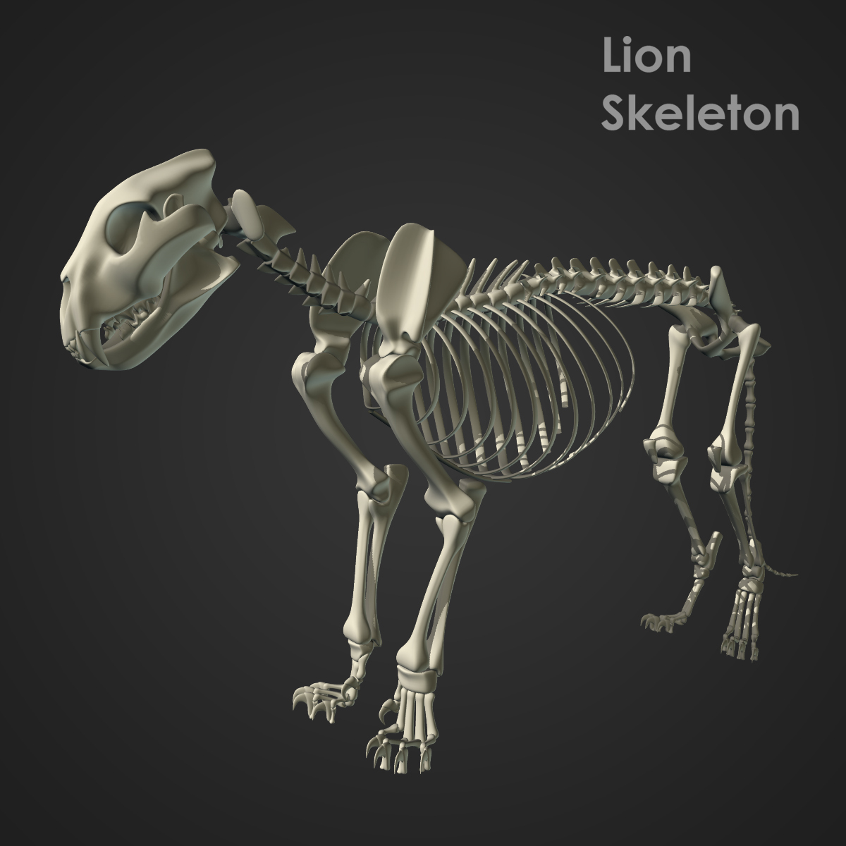 modelo 3d Esqueleto de león (RIG) gratis - TurboSquid 803907