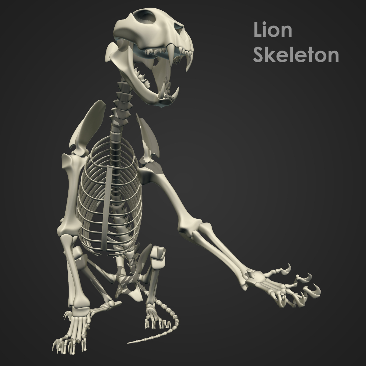 max rigged lion skeleton bones