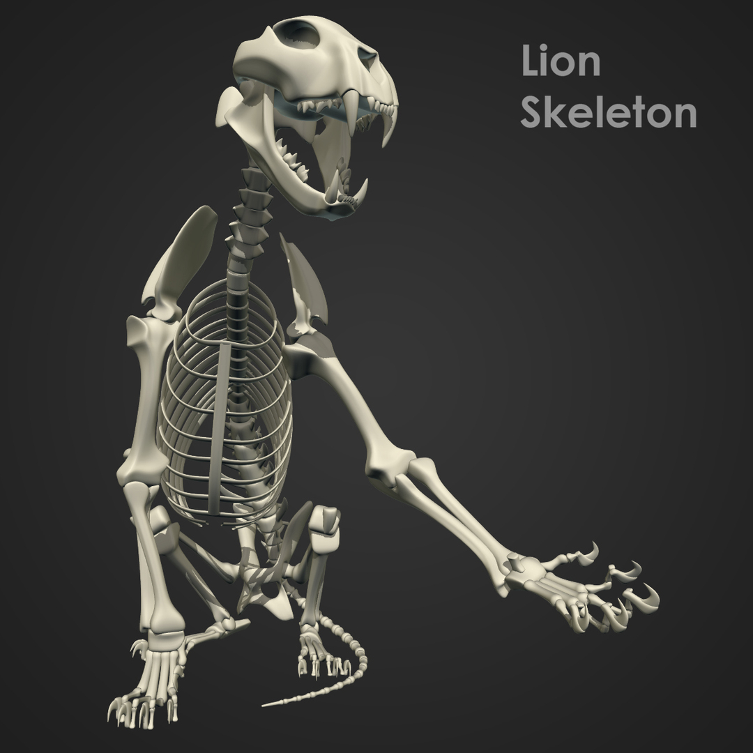modelo 3d Esqueleto de león (RIG) gratis - TurboSquid 803907