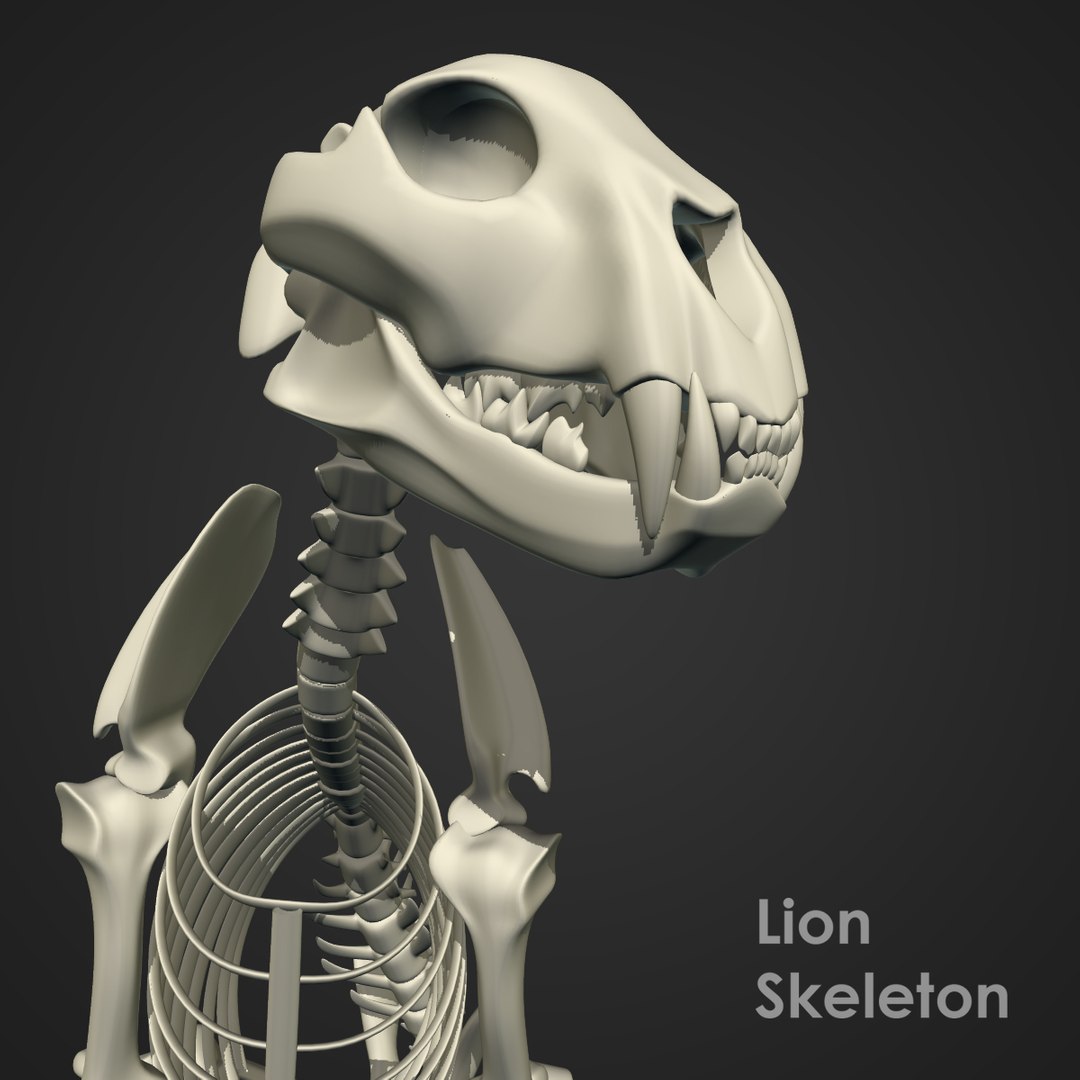 Max Rigged Lion Skeleton Bones