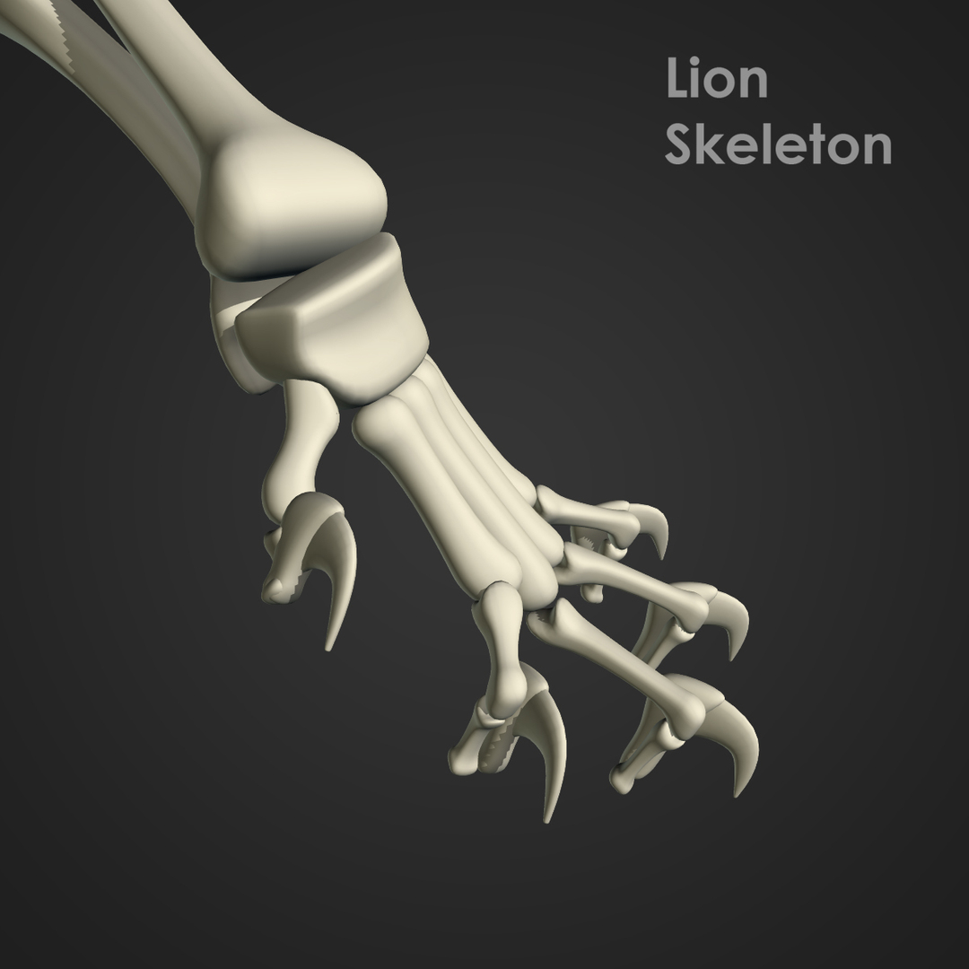 modelo 3d Esqueleto de león (RIG) gratis - TurboSquid 803907