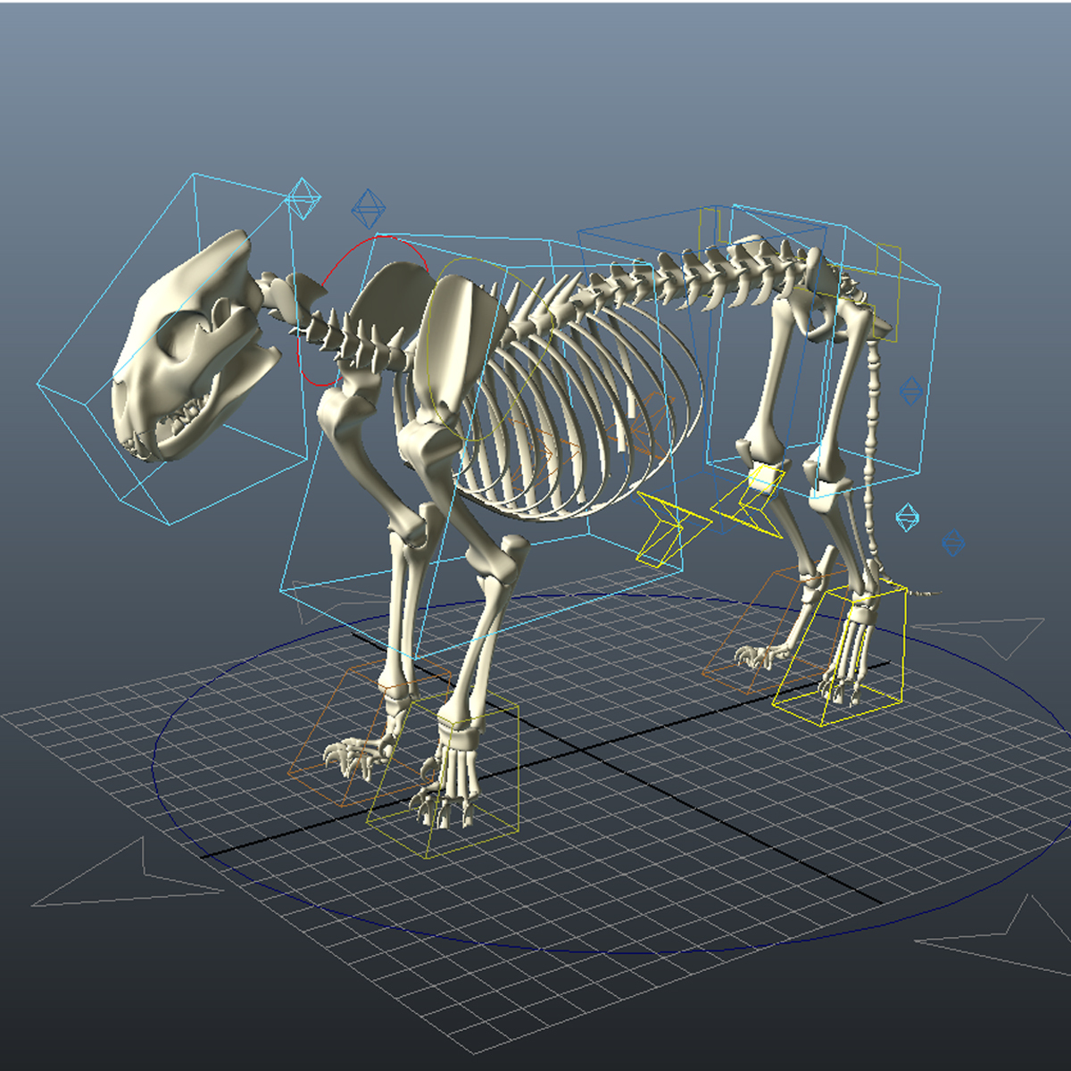 max rigged lion skeleton bones