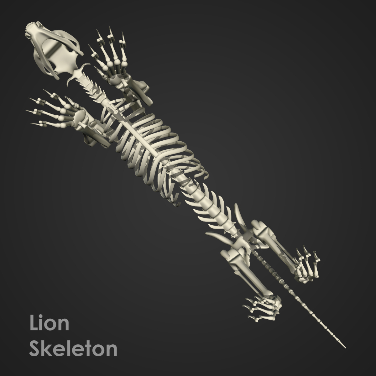 modelo 3d Esqueleto de león (RIG) gratis - TurboSquid 803907