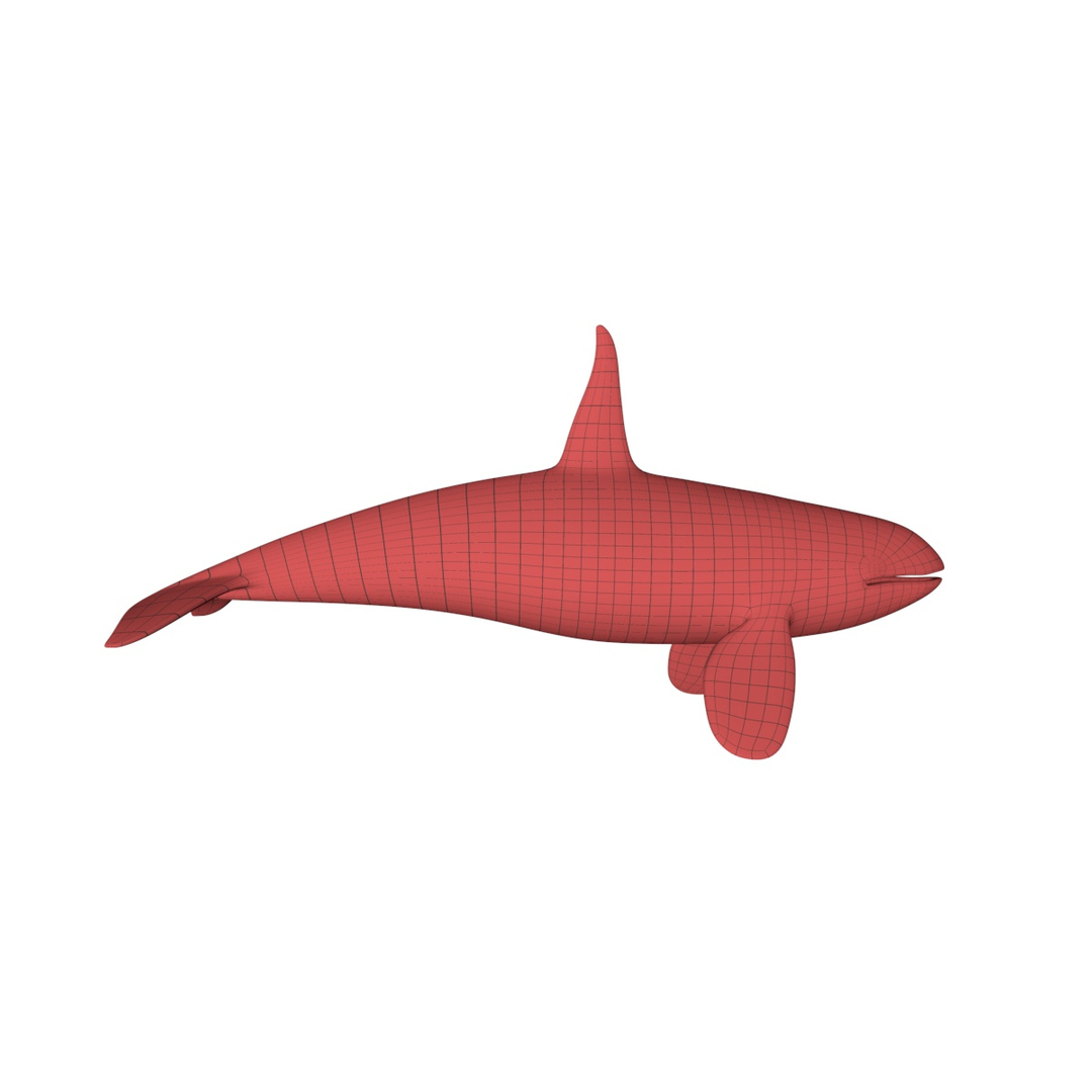 3d Base Mesh Orca Whale