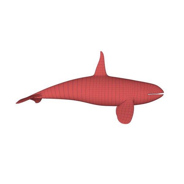 3d base mesh orca whale