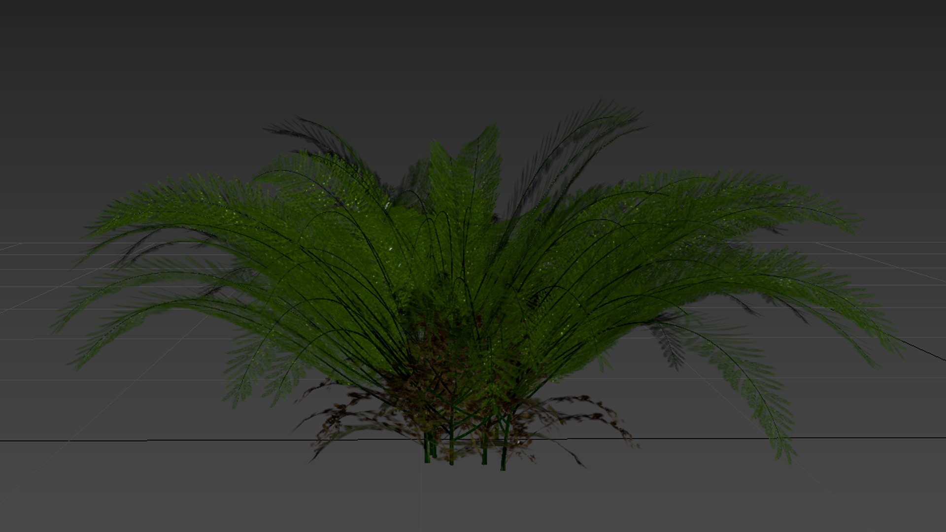 HQ Forest lawn Iron Fern Matonia Pectinata spleenwort Asplenium01 3D ...