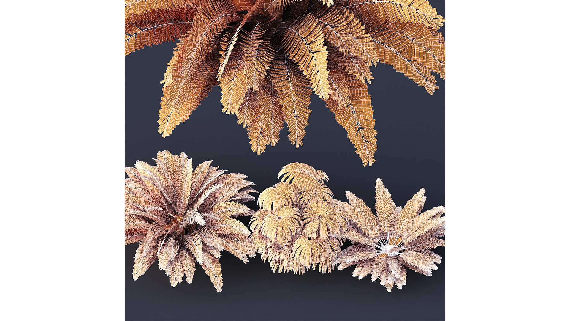 HQ Forest lawn Iron Fern Matonia Pectinata spleenwort Asplenium01 3D ...