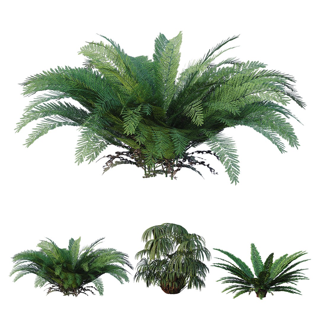 HQ Forest lawn Iron Fern Matonia Pectinata spleenwort Asplenium01 3D ...