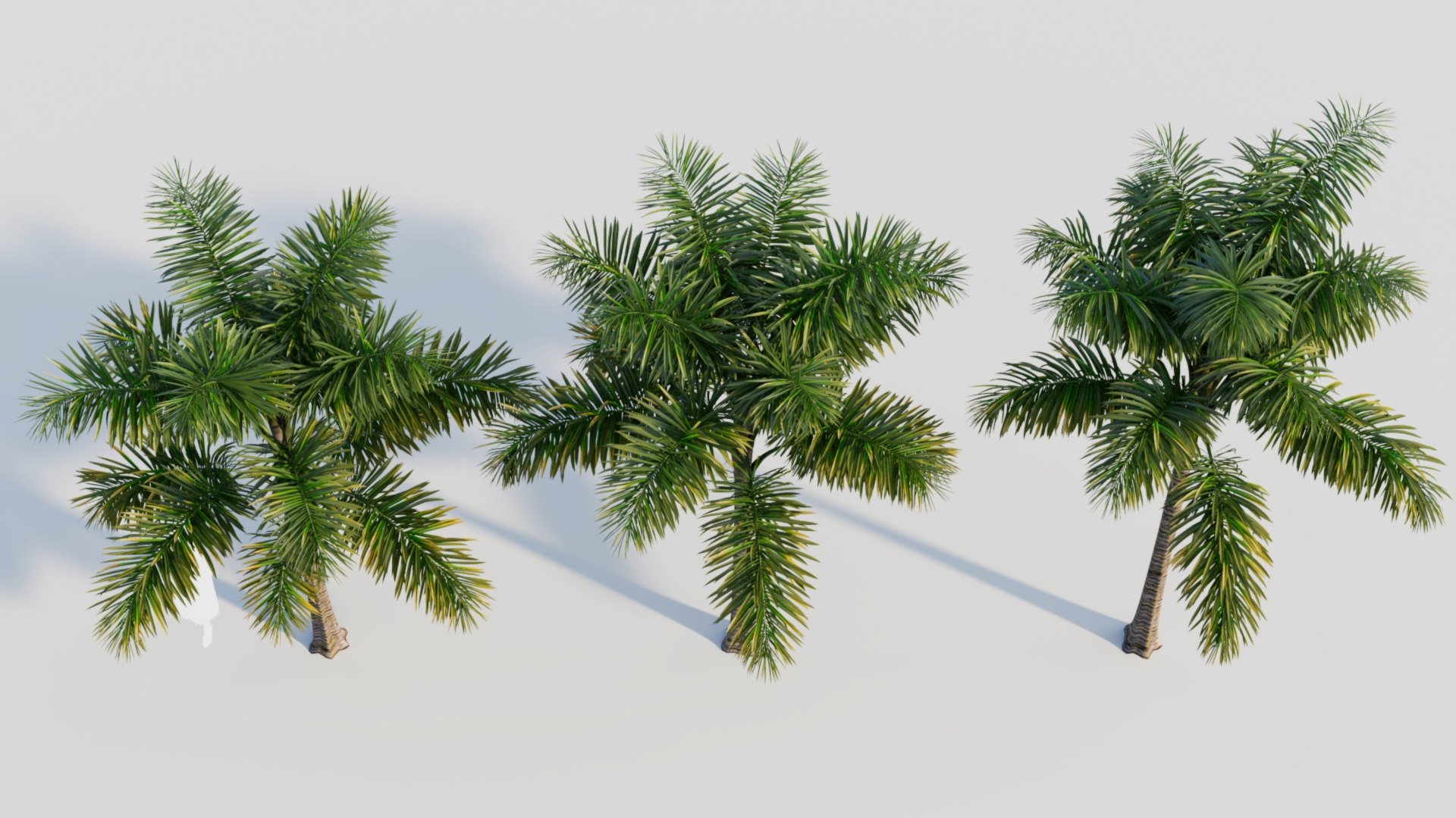 Syagrus Sancona A 3D Model - TurboSquid 2219791