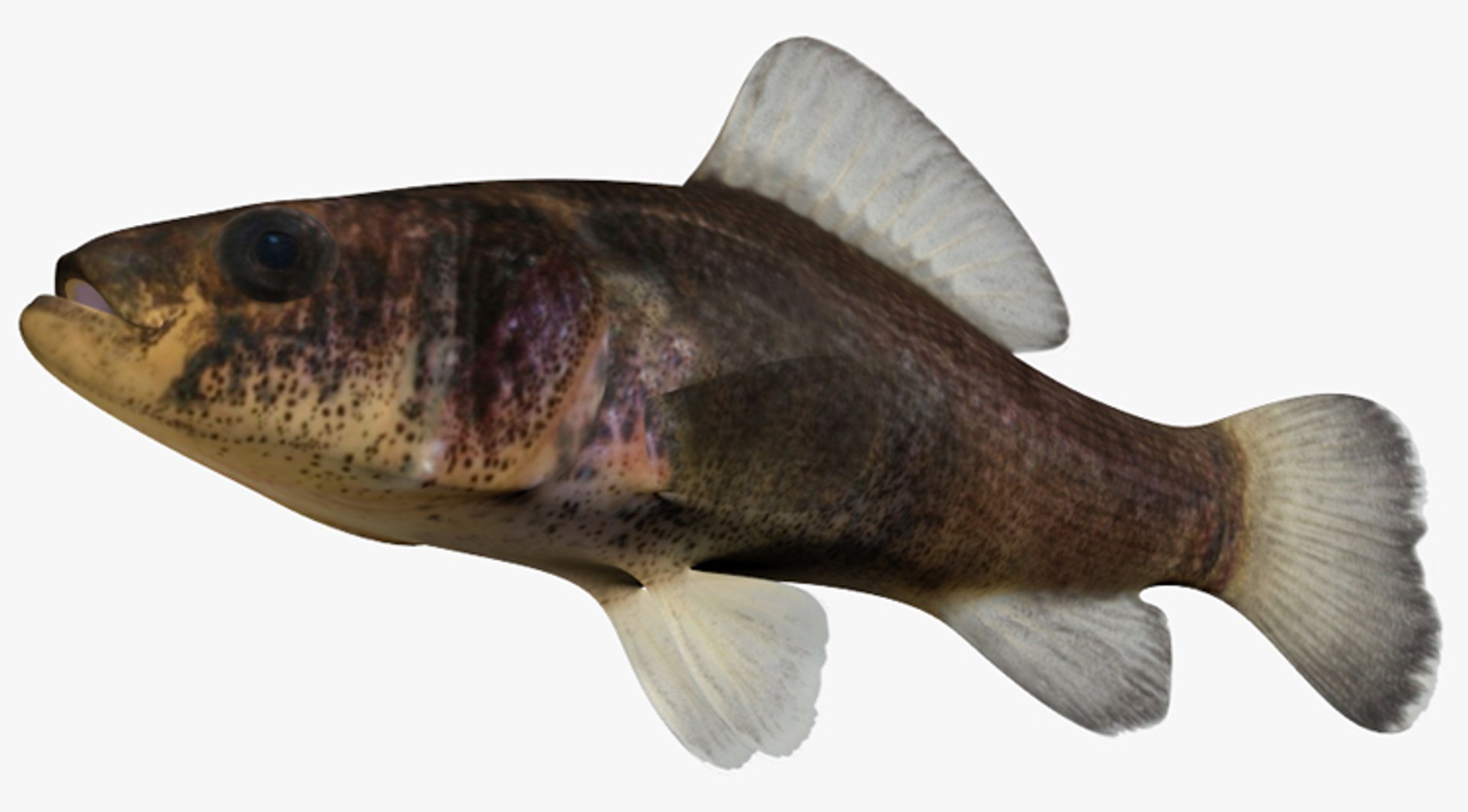 aphredoderus sayanus pirate perch 3d x