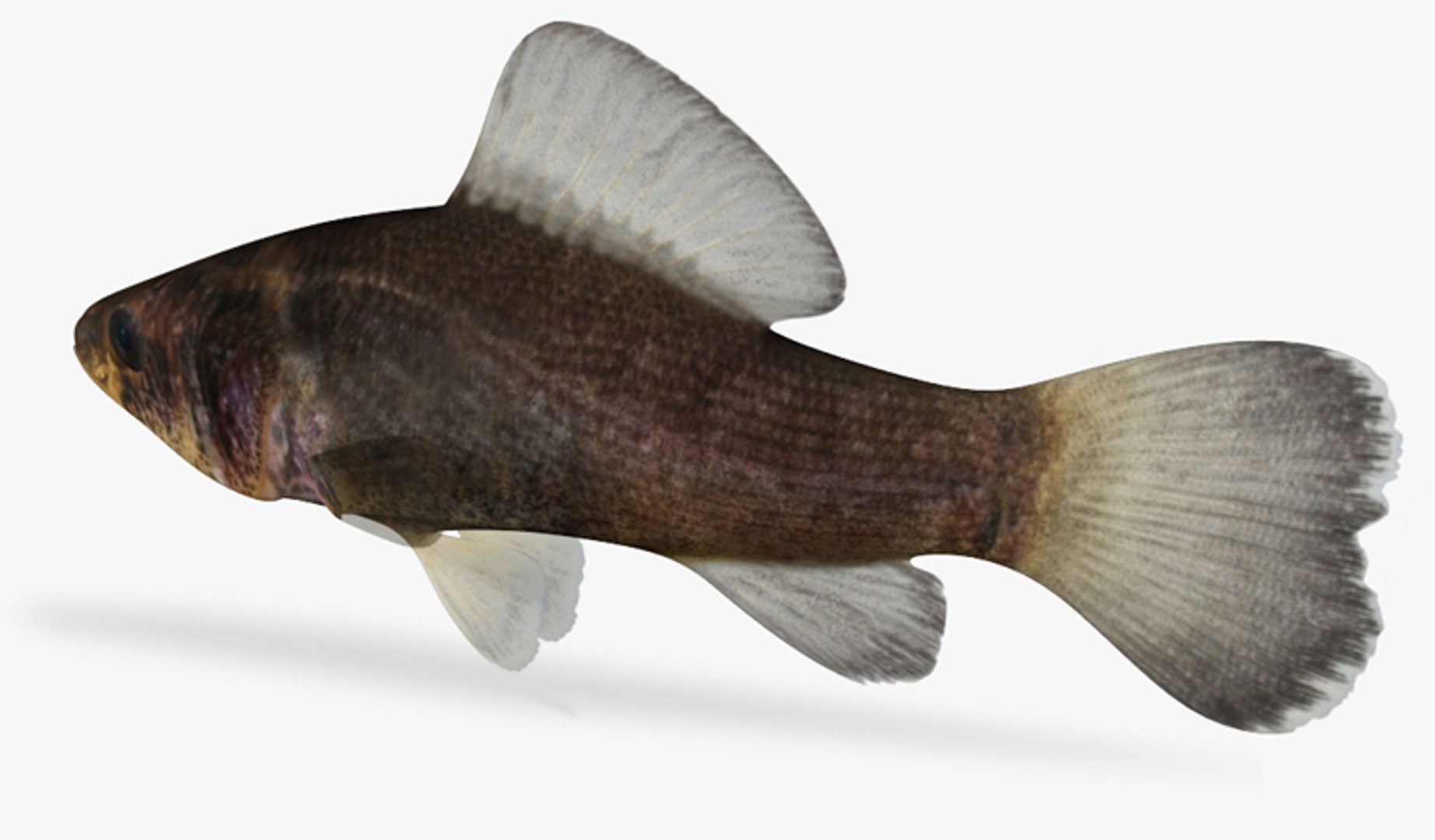 aphredoderus sayanus pirate perch 3d x