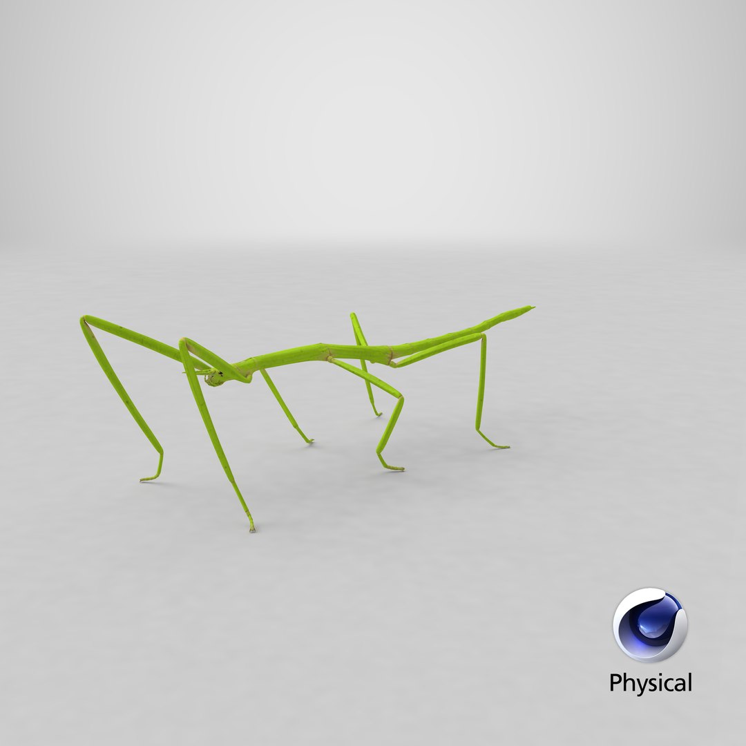 Stick insect green 3D model - TurboSquid 1469611
