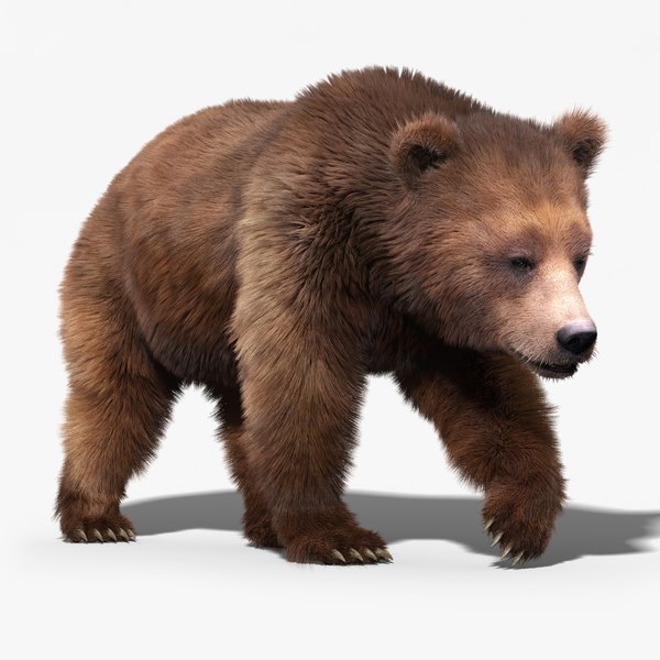 Bear 3D Models for Download | TurboSquid