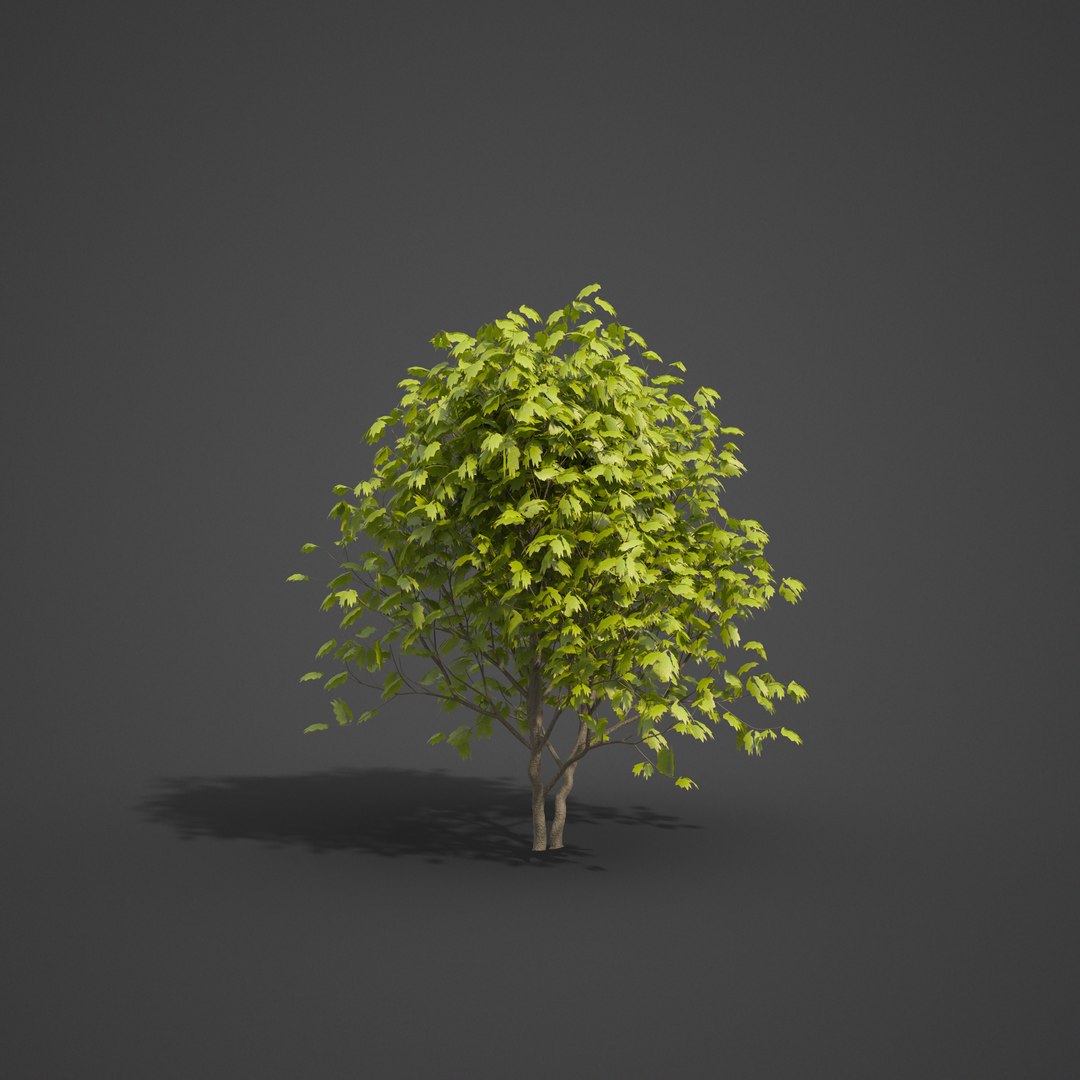 Maple Tree Nature 3D Model - TurboSquid 1676999