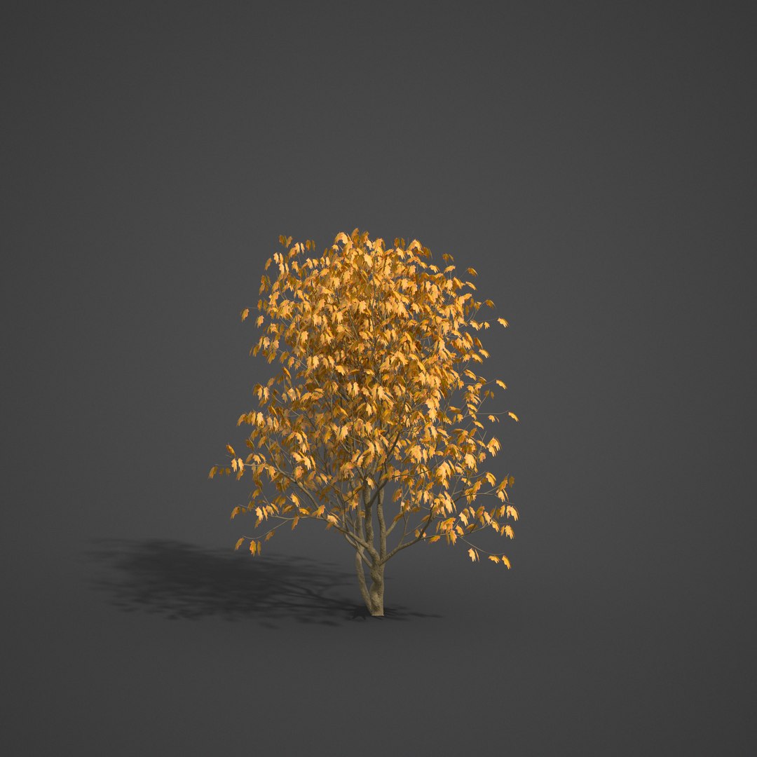 Maple Tree Nature 3D Model - TurboSquid 1676999