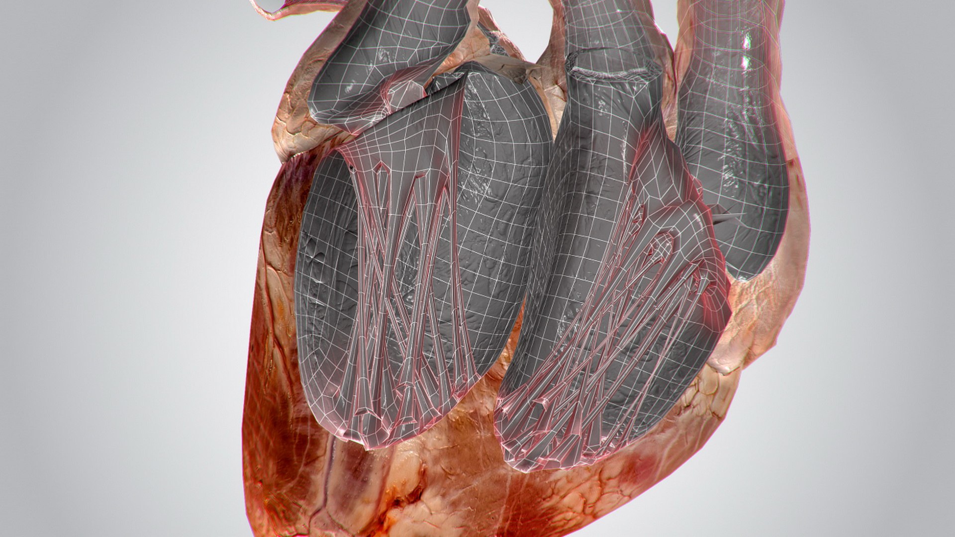 3D Human Heart Animated - TurboSquid 2070071