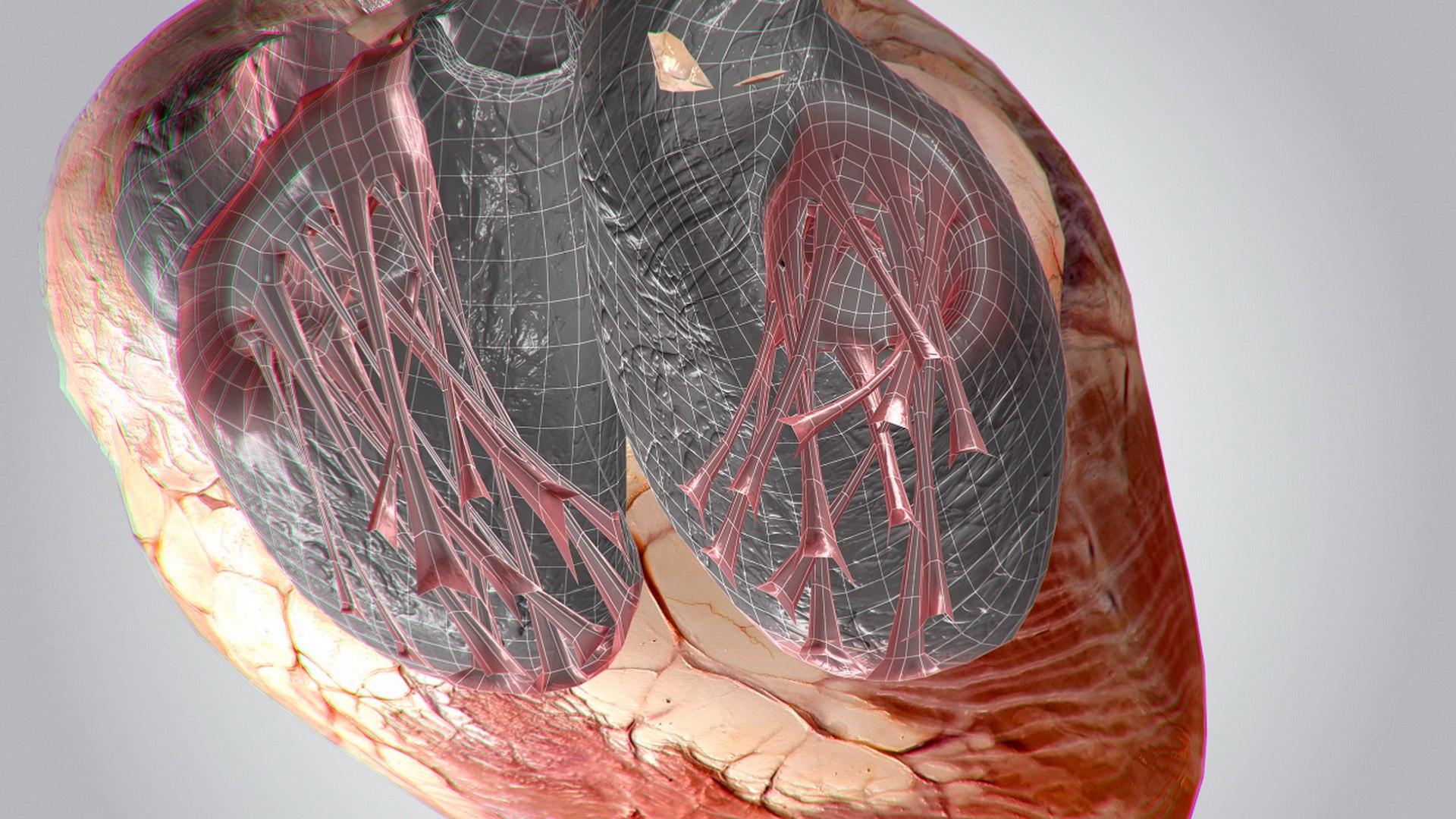 3D Human Heart Animated - TurboSquid 2070071