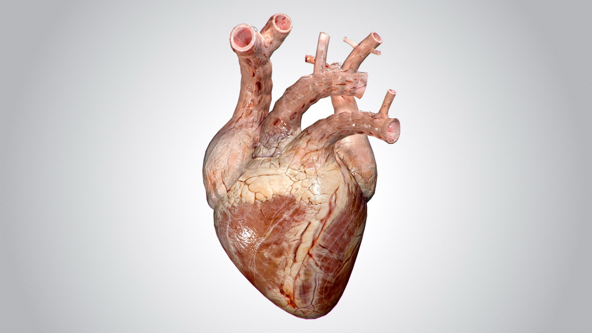3D Human Heart Animated - TurboSquid 2070071