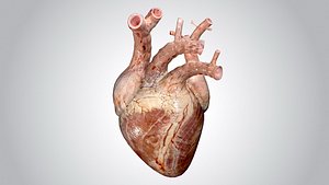 Animated 3D Heart Models For Download | TurboSquid