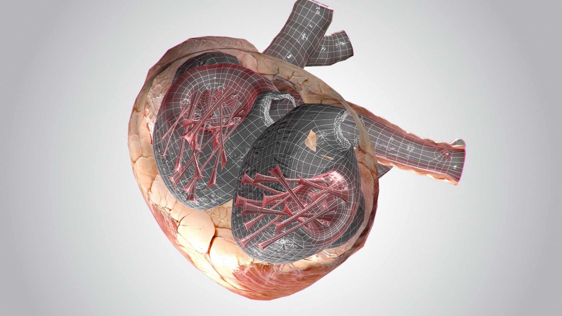 3D Human Heart Animated - TurboSquid 2070071