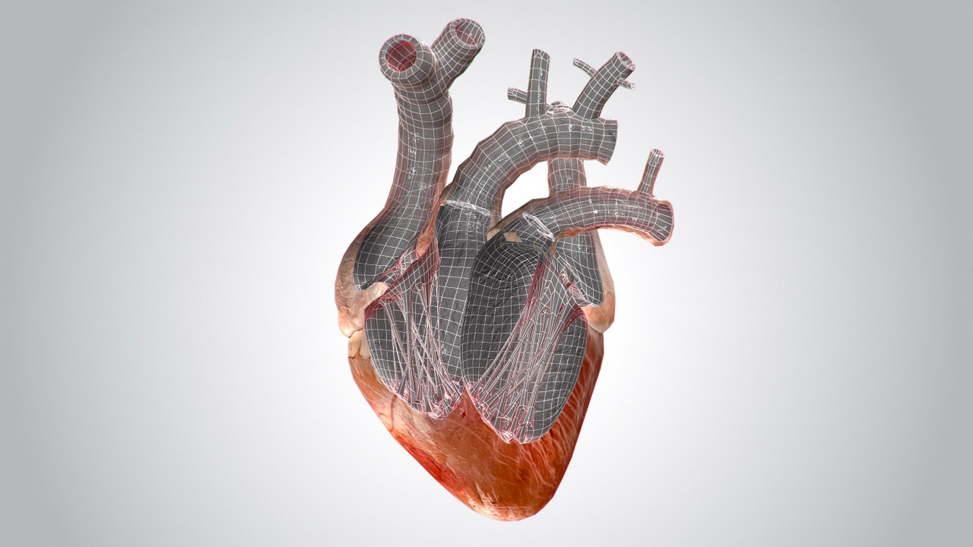 3D Human Heart Animated - TurboSquid 2070071