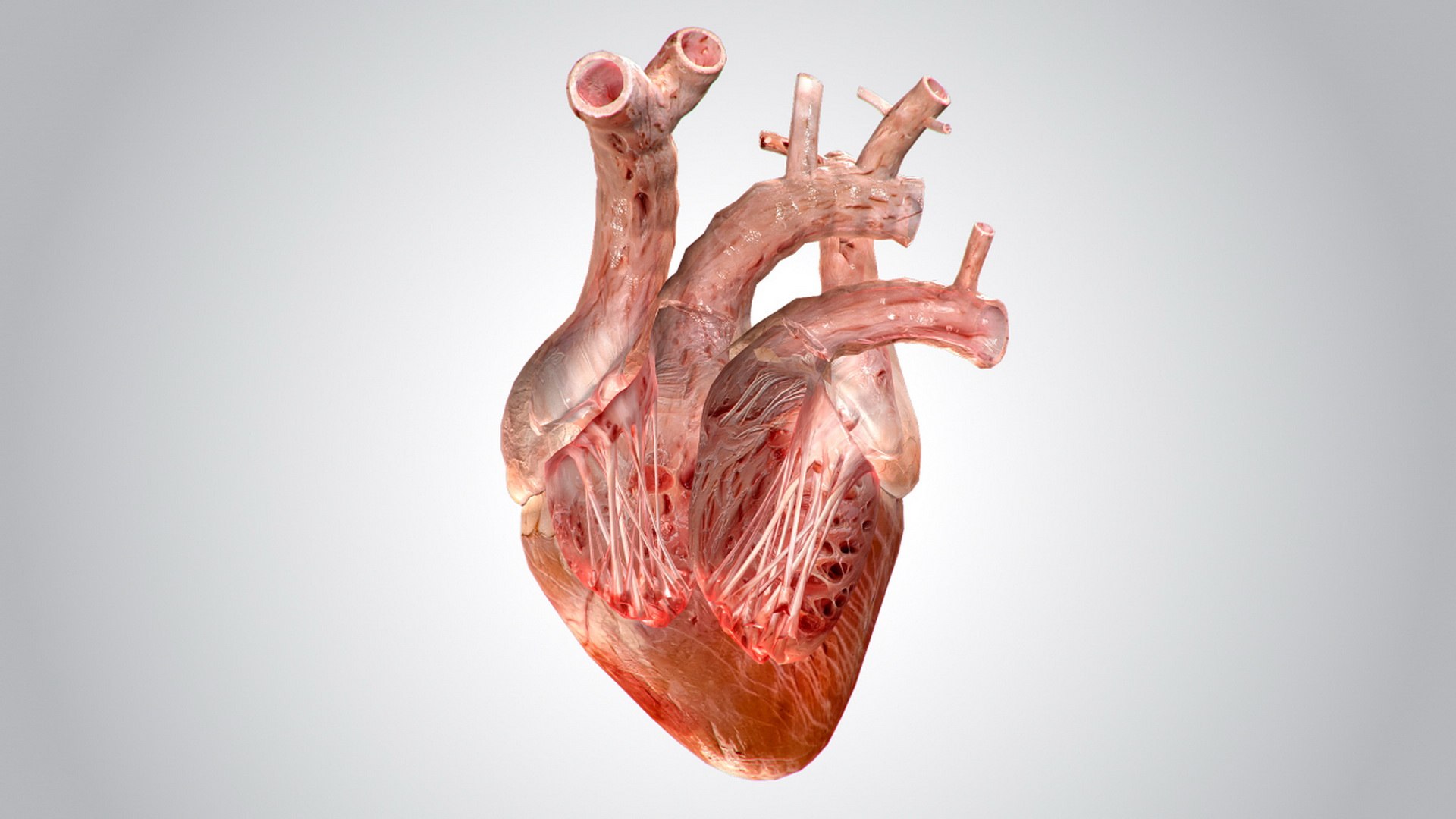 3D Human Heart Animated - TurboSquid 2070071