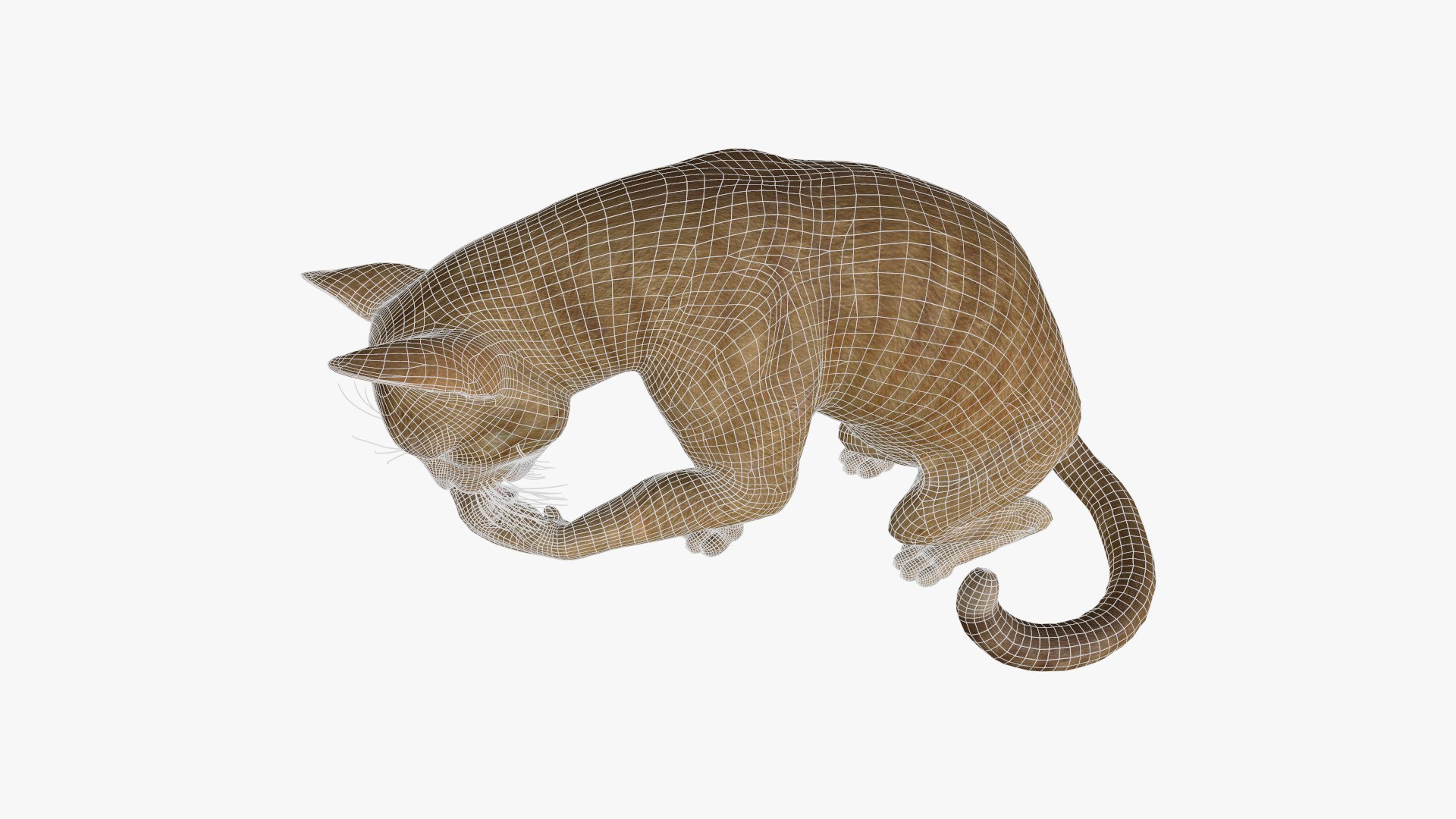 CAT-038 Rigged Cat 3D Model - TurboSquid 1981524