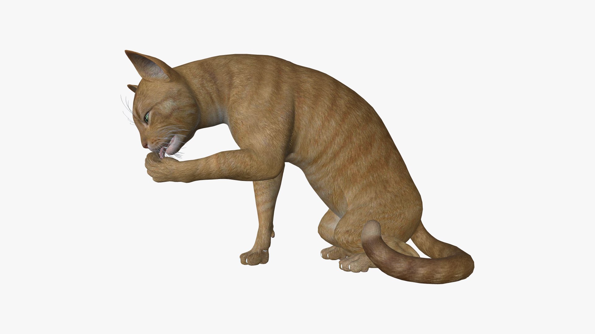 CAT-038 Rigged Cat 3D Model - TurboSquid 1981524
