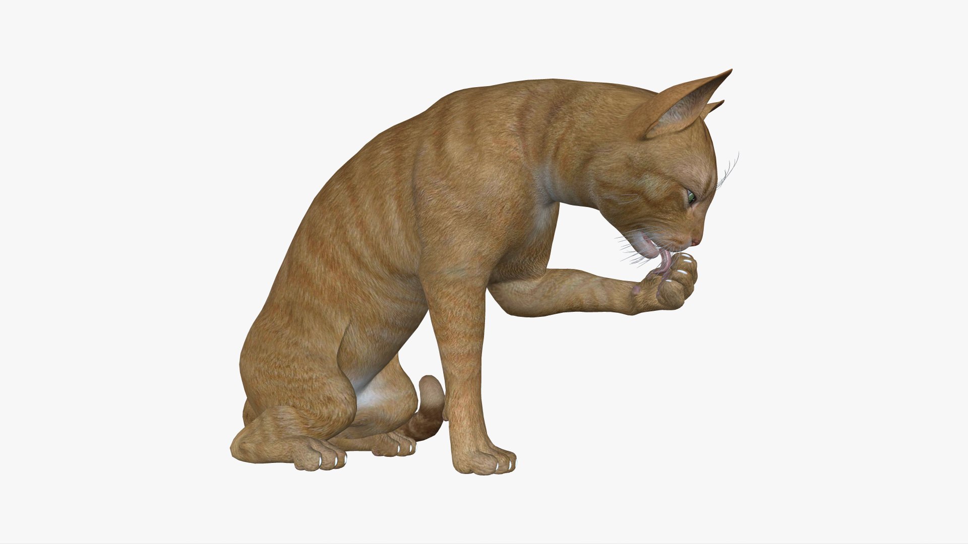 CAT-038 Rigged Cat 3D Model - TurboSquid 1981524