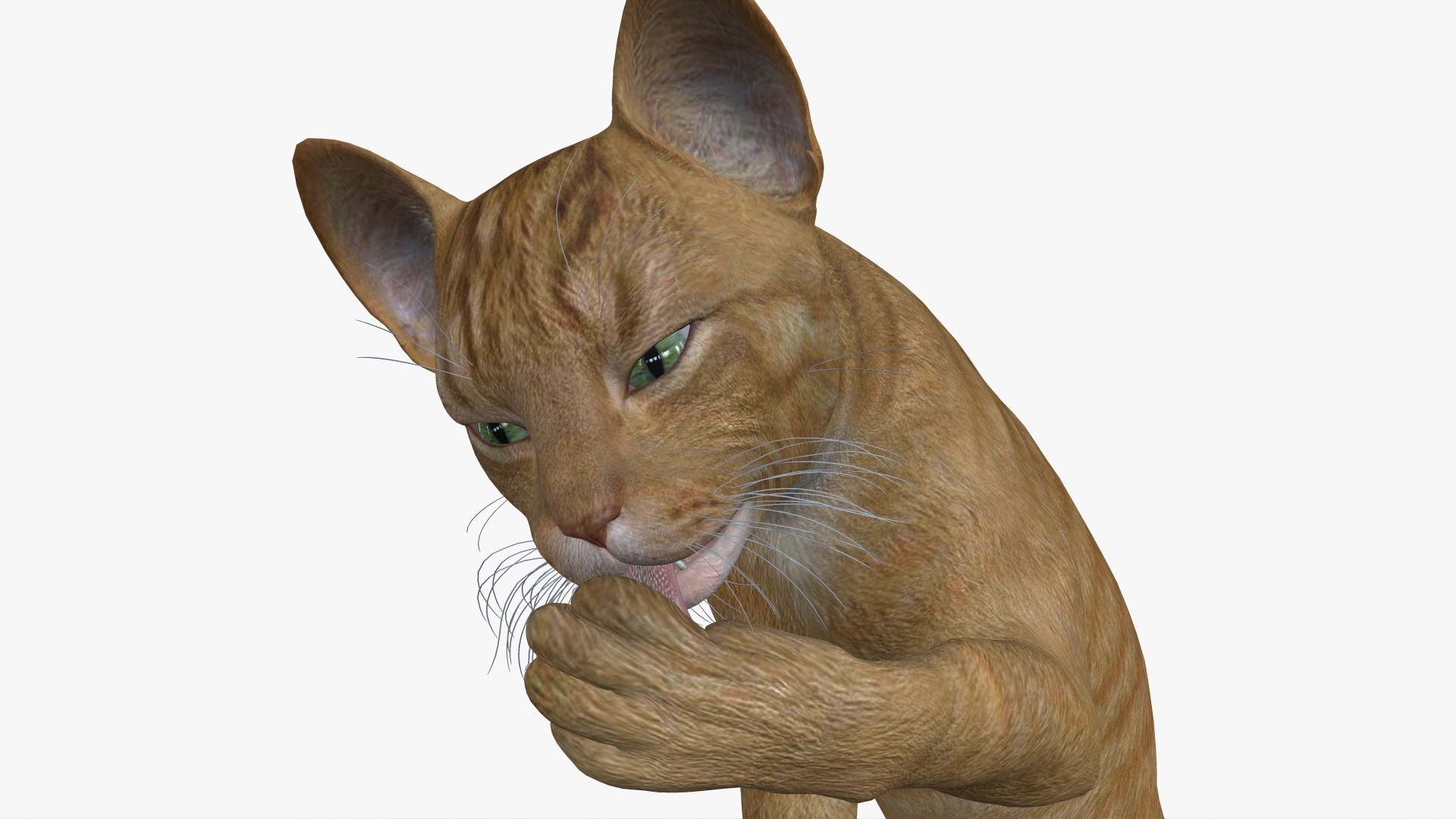 CAT-038 Rigged Cat 3D Model - TurboSquid 1981524