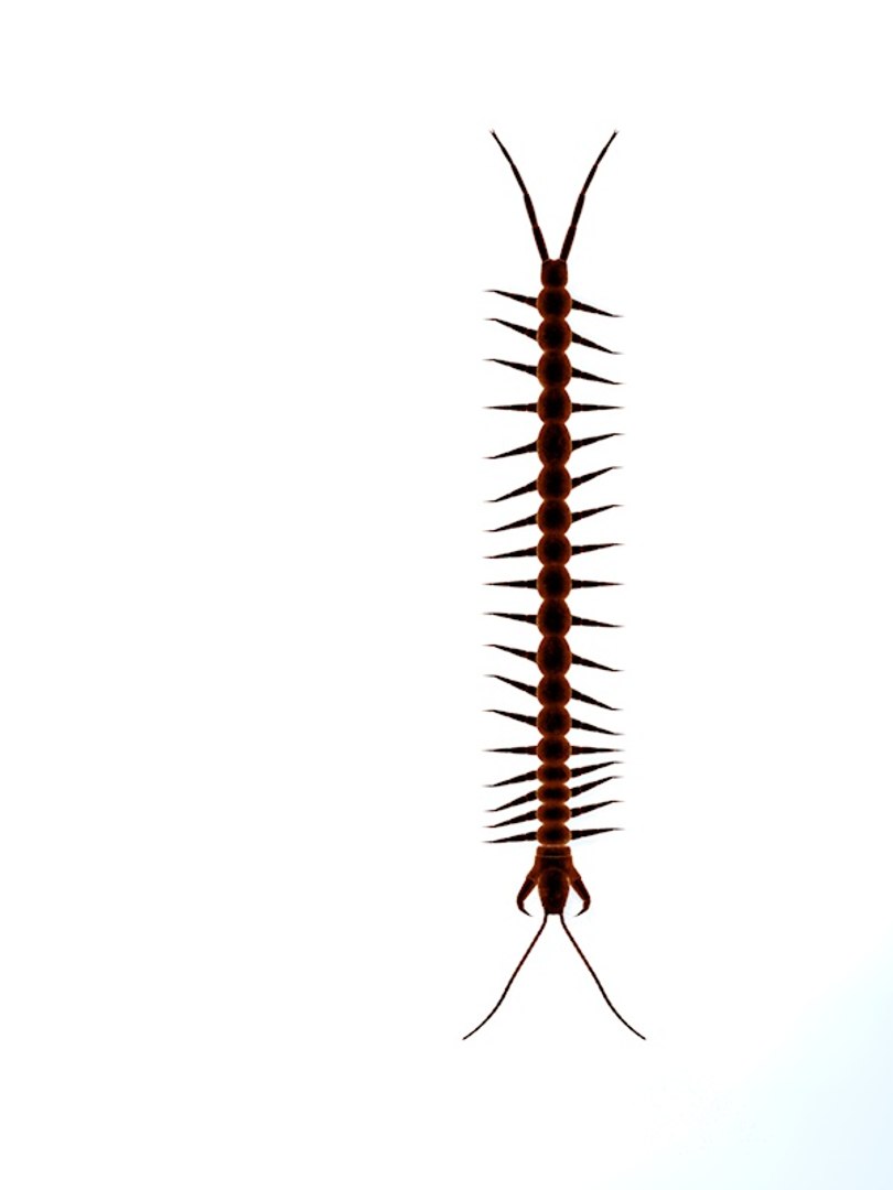 3d Centipede Dynamic Ik Model
