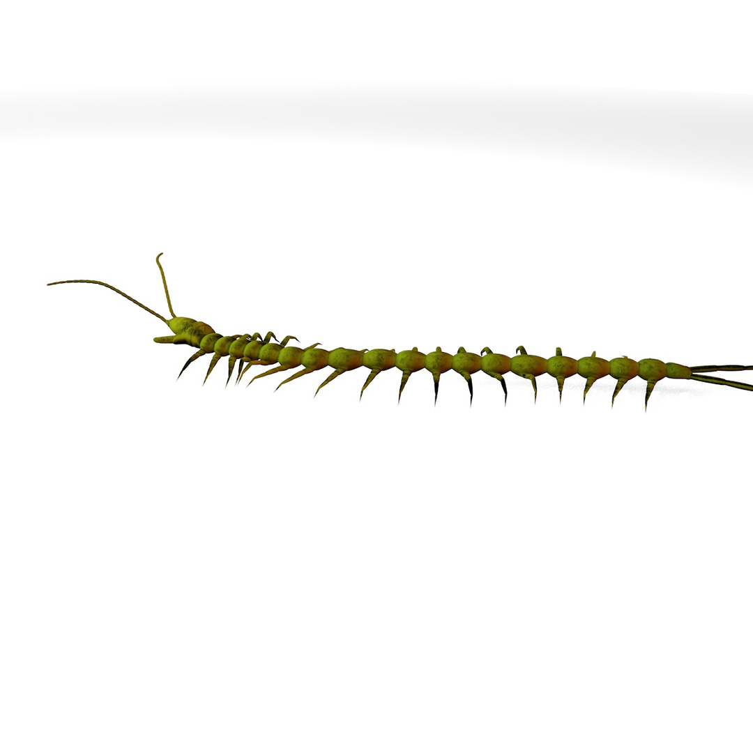 3d Centipede Dynamic Ik Model