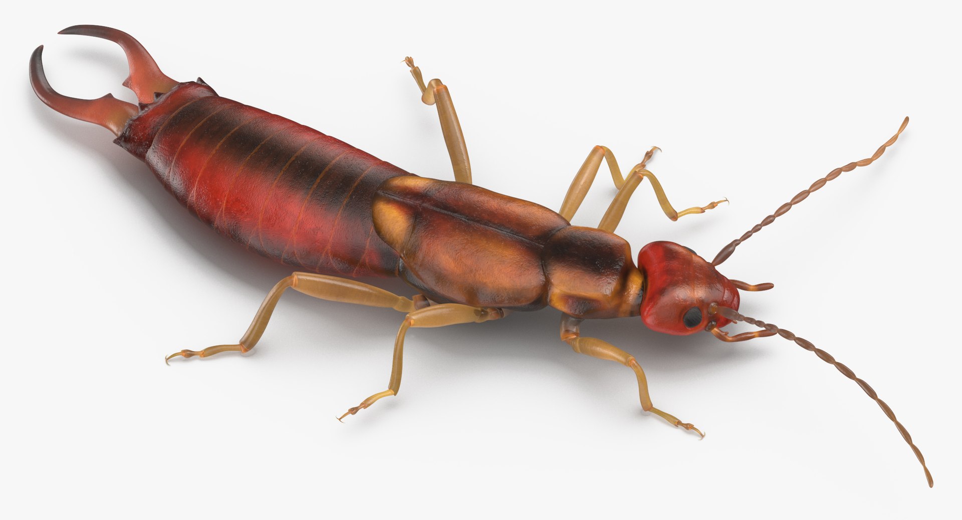 3D Earwigs Poses - TurboSquid 1398881