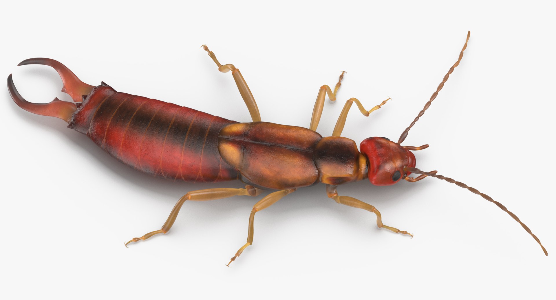 3D Earwigs Poses - TurboSquid 1398881