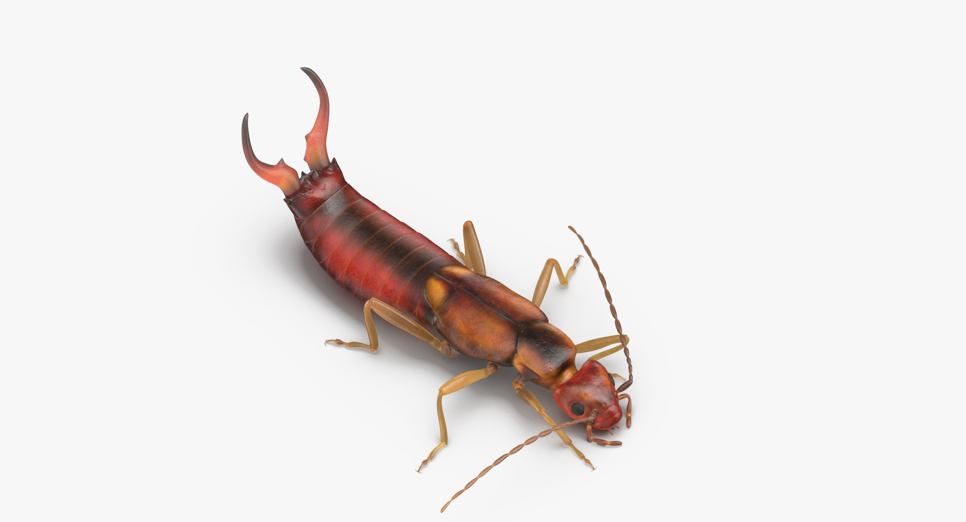 3D Earwigs Poses - TurboSquid 1398881