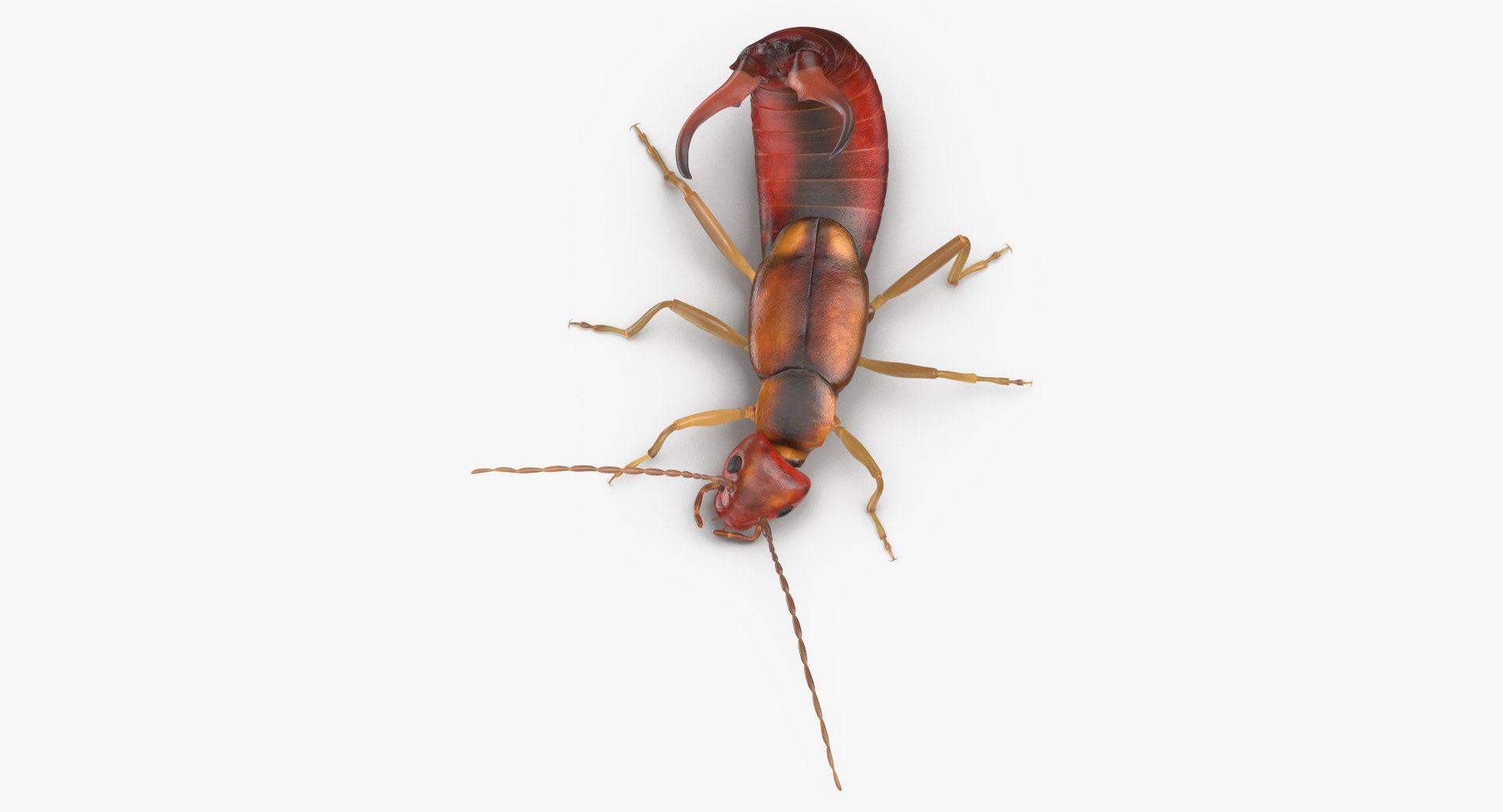 3D Earwigs Poses - TurboSquid 1398881