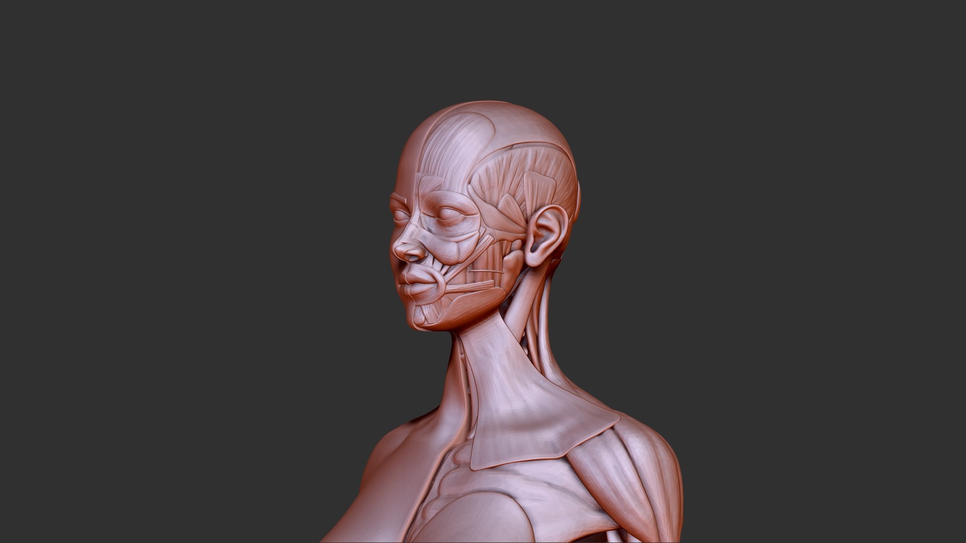 Female Anatomy 3d Print 3D Model - TurboSquid 1978257
