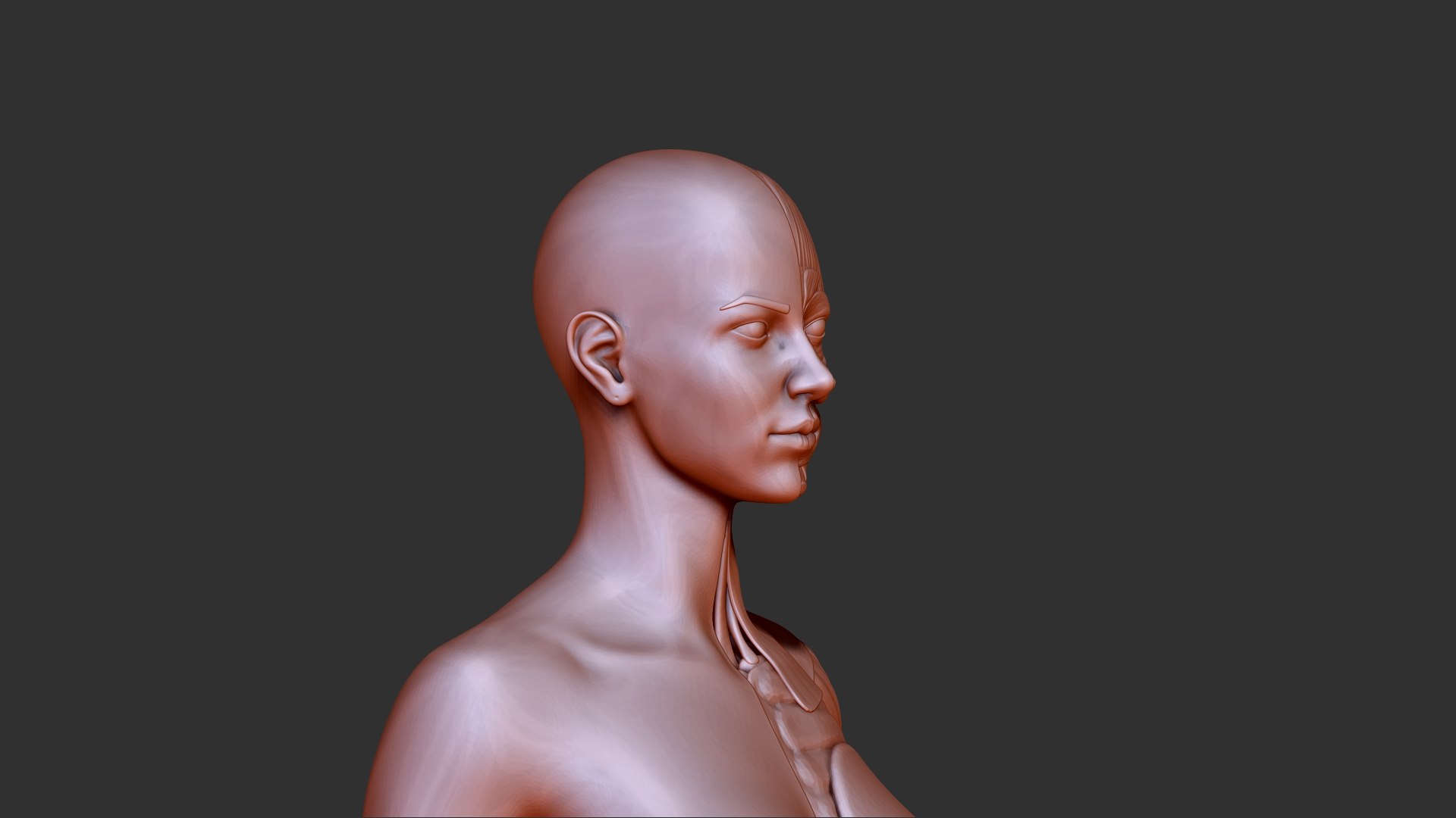Female Anatomy 3d Print 3D Model - TurboSquid 1978257