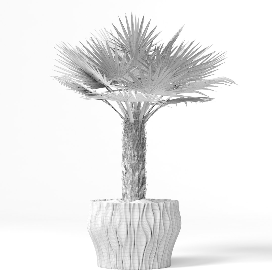 Palm 3d Model