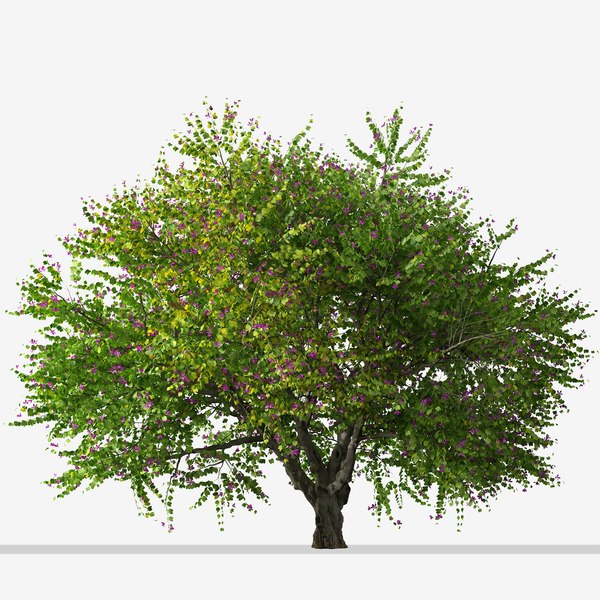 modèle 3D de Ensemble de Bauhinia purpurea ou Arbre à Orchidées - 2 Arbres - TurboSquid 2000727