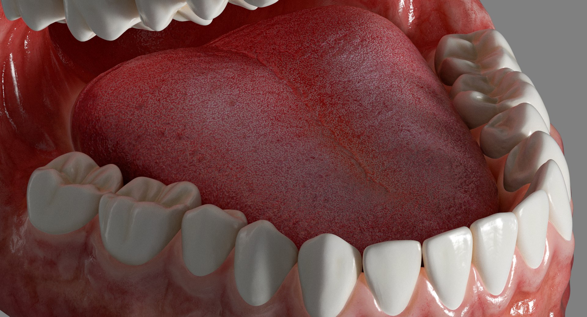 3D Human Mouth Tongue - TurboSquid 1647548