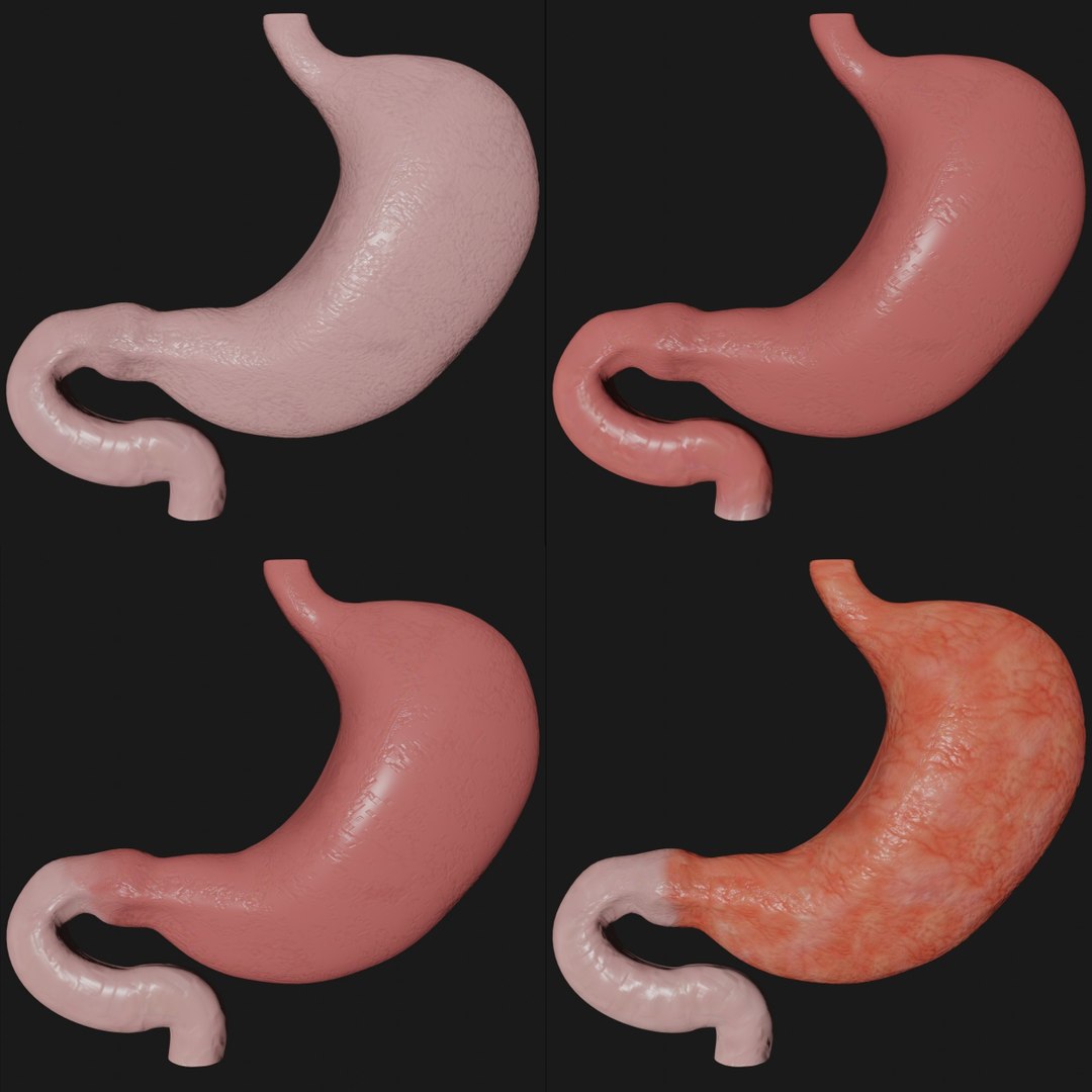 3D stomach science organ - TurboSquid 1673994